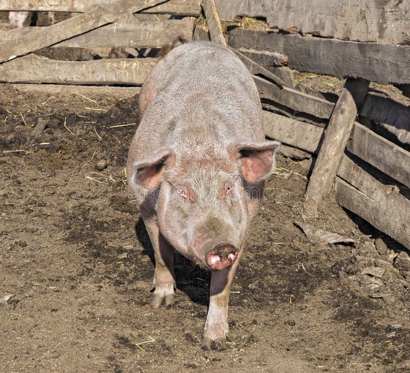 Dirty Pig in the Pen on the Farm Stock Image - Image of young, barn ...