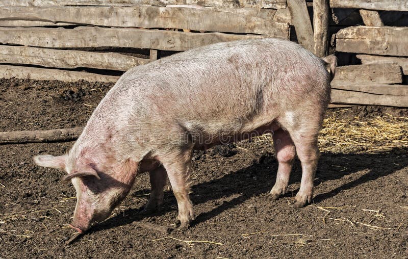 Dirty Pig in the Pen on the Farm Stock Image - Image of young, barn ...