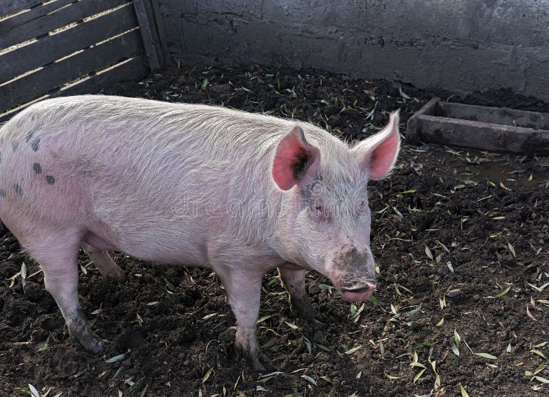 Dirty Pig in the Pen on the Farm Stock Image - Image of young ...