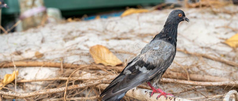 Dirty Pigeon Standing Near a Dumpster with Trash on the Ground Stock ...
