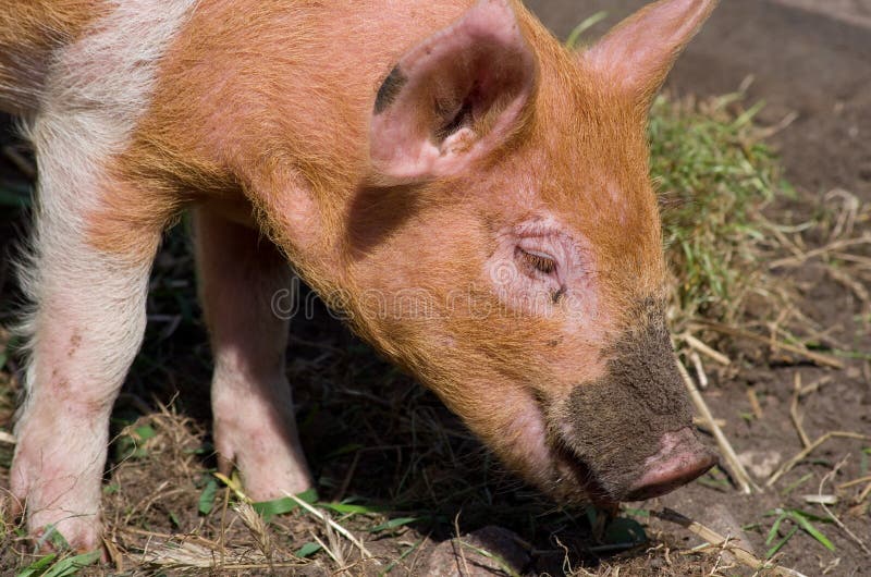 Dirty pigs muzzle stock image. Image of rural, horticultural - 27690673