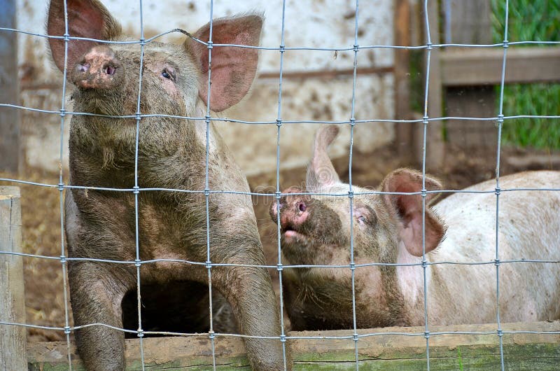 1,378 Pig Sty Stock Photos - Free & Royalty-Free Stock Photos from ...