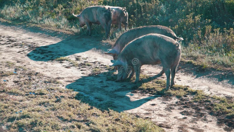 Dirty Pigs Plucking Grass on a Field Road Stock Footage - Video of ...