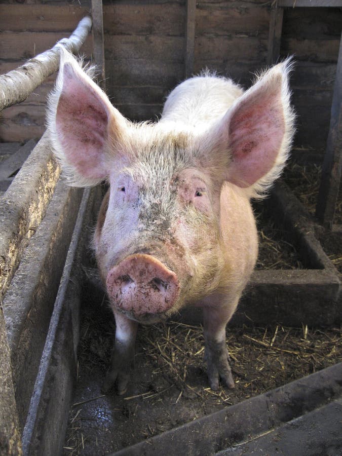 Dirty Pink Pig Standing in the Hay in the Barn Stock Image - Image of ...