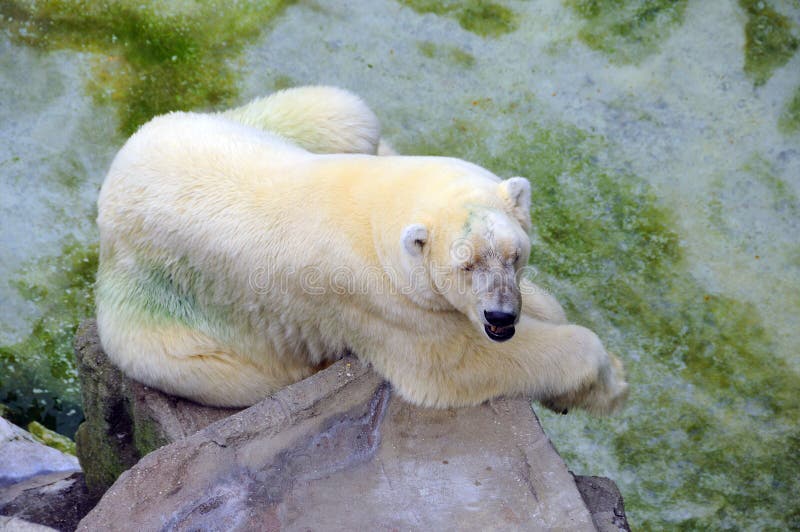 Dirty Polar Bear on a Rock stock photo. Image of slope - 12773800