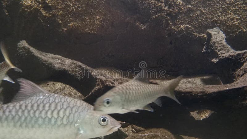 Dirty, Polluted and Grainy Water and Freshwater Fish Stock Footage ...