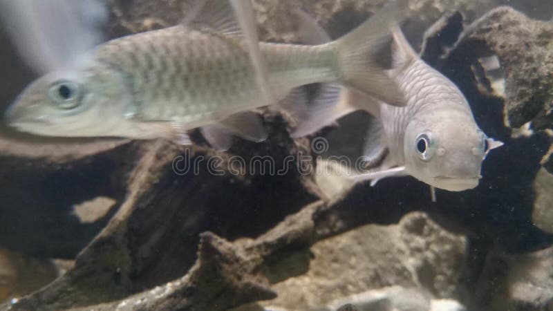 Dirty, Polluted and Grainy Water and Freshwater Fish Stock Video ...