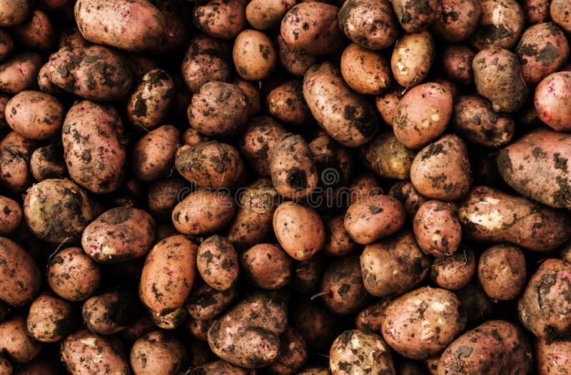 Dirty Potato Tubers with Earth Background Texture Stock Photo - Image ...