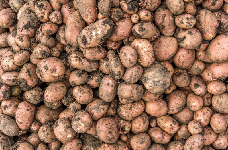 Dirty Potato Tubers with Earth Background Texture Stock Image - Image ...