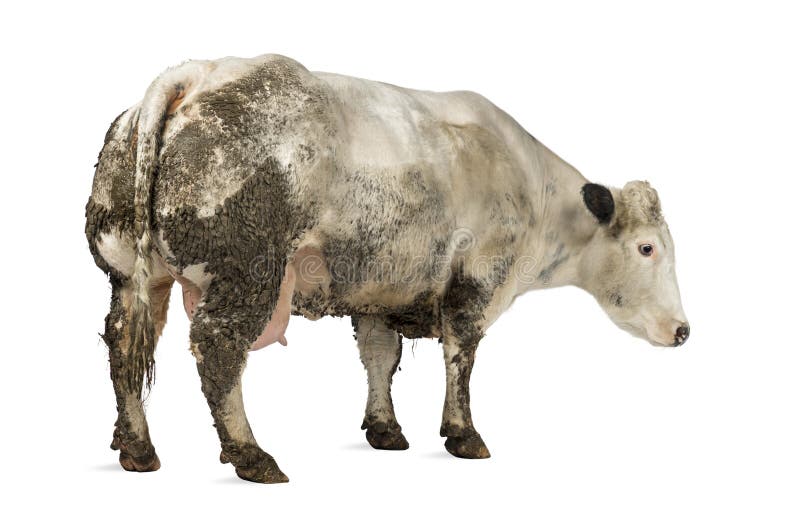 Belgian Blue Cow Steak