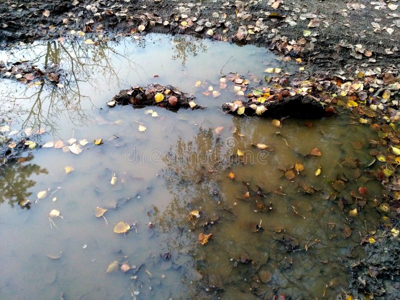 Dirty Puddle in the Mud with Sky and Trees Reflection Stock Image ...