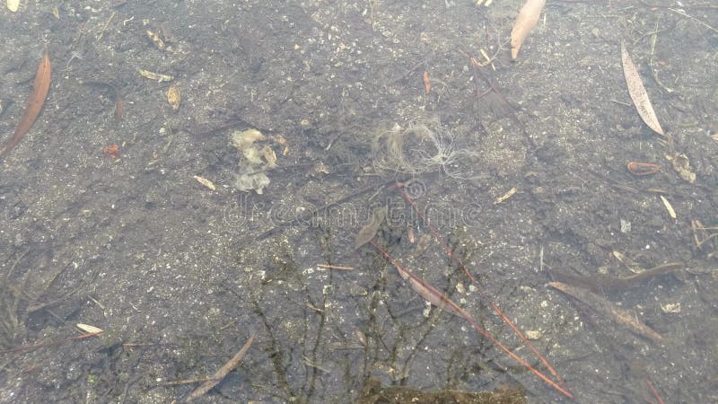 Puddle of Rainwater on Concrete and Gravel Surface during Rain Stock ...