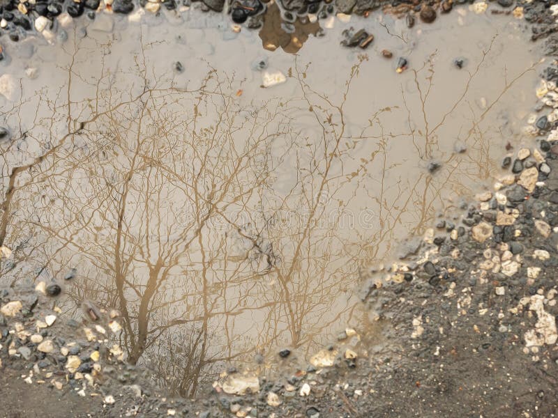 Dirty Puddle in the Shape of a Heart. Trees are Reflected in a Dirty ...