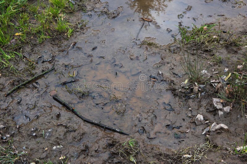 Dirty puddle texture stock image. Image of brown, grass - 235249673