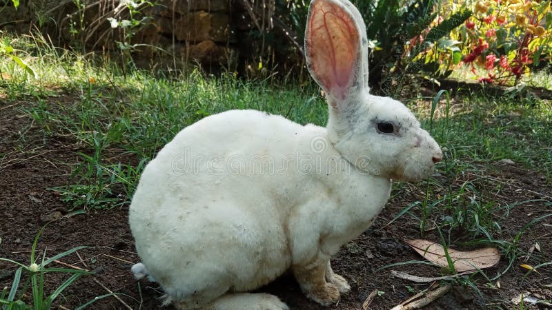 751 Dirty Rabbit Stock Photos - Free & Royalty-Free Stock Photos from ...