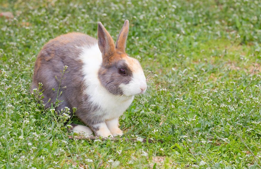 Dirty rabbit in garden stock image. Image of gray, funny - 29649971