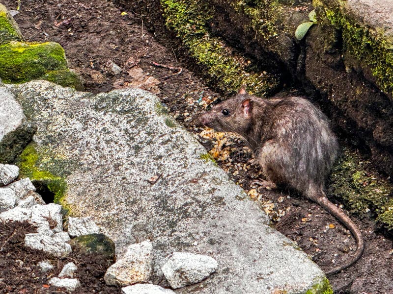 156 Black Sewer Rat Stock Photos - Free & Royalty-Free Stock Photos ...