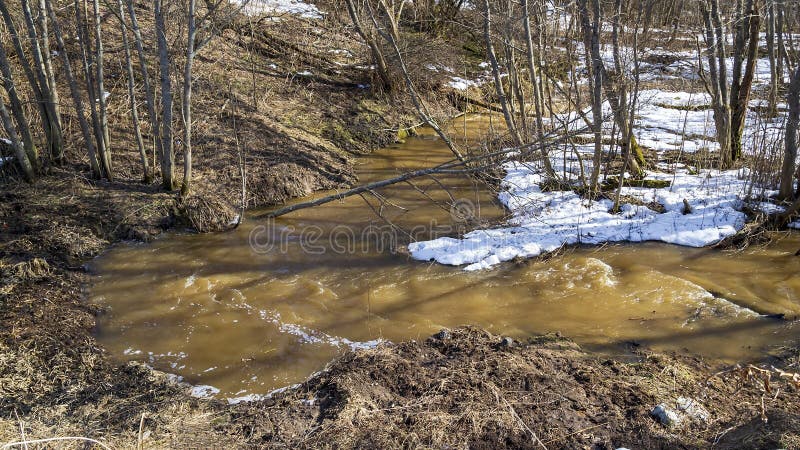 Dirty river in the forest stock photo. Image of nature - 217703406
