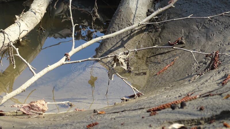 Dirty Riverbank in the Forest with Dry Tree Branches. Stock Image ...