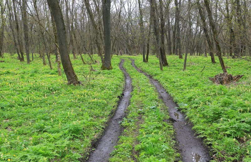 Dirty road in forest stock image. Image of natural, plant - 274980619