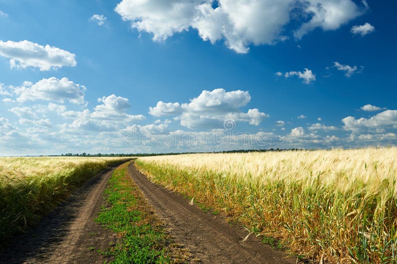 Dirty Road on Wheat Field Summer Landscape Stock Photo - Image of ...