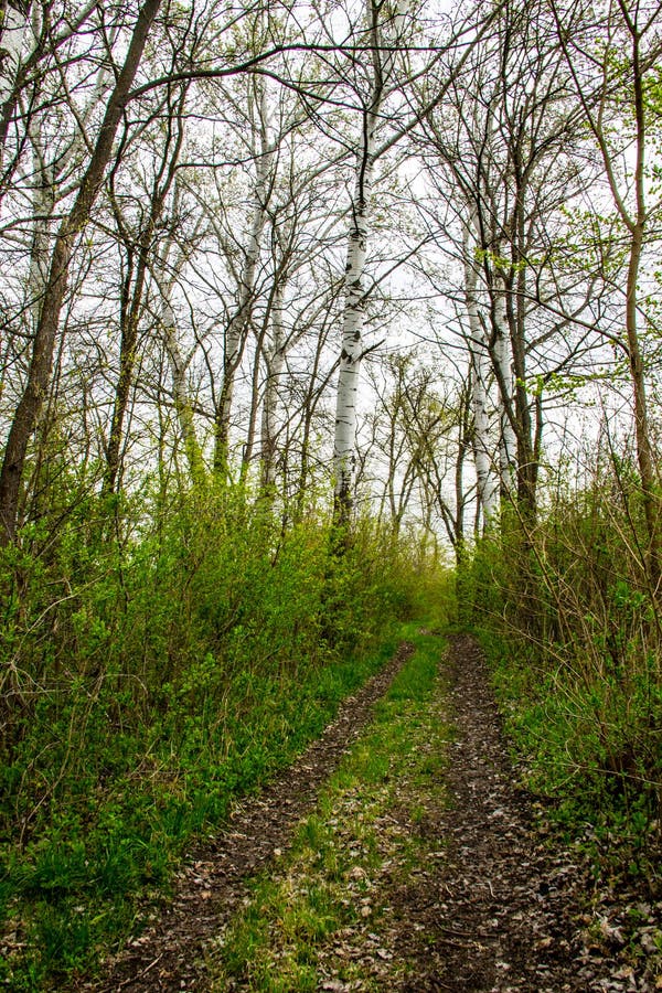 Dirty Rural Road in Forest on Spring Stock Photo - Image of beautiful ...