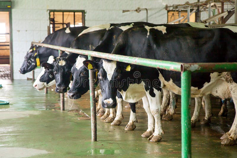 Dirty, Sad Cows on a Dairy Farm Stand in a Cowshed Stock Image - Image ...