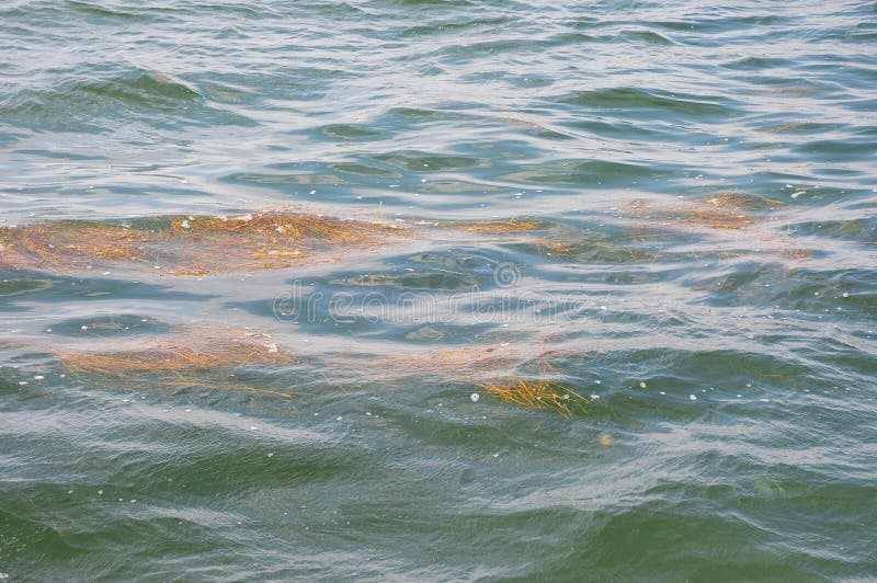 Dirty Sea Water after Storm Stock Photo - Image of alga, waves: 77074818