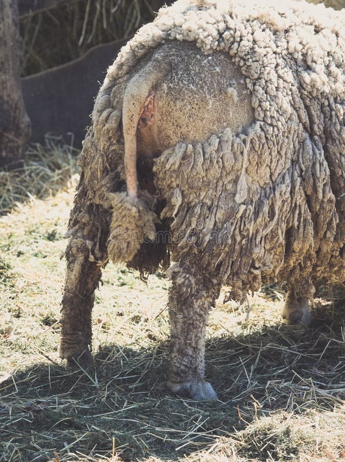 Dirty Sheep Back stock photo. Image of skin, ranch, material - 297385232