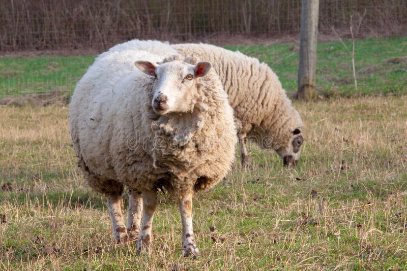2,076 Dirty Sheep Stock Photos - Free & Royalty-Free Stock Photos from ...