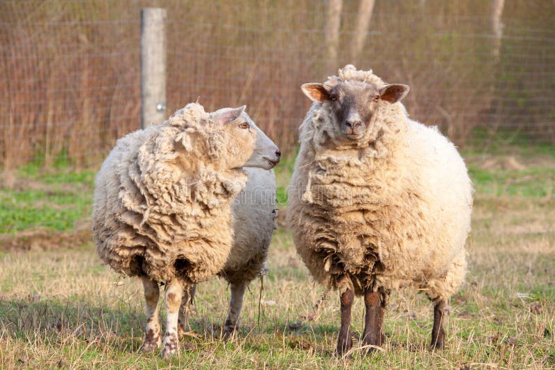 2,076 Dirty Sheep Stock Photos - Free & Royalty-Free Stock Photos from ...