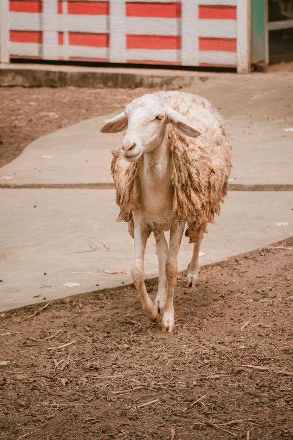 1,901 Dirty Sheep Stock Photos - Free & Royalty-Free Stock Photos from ...