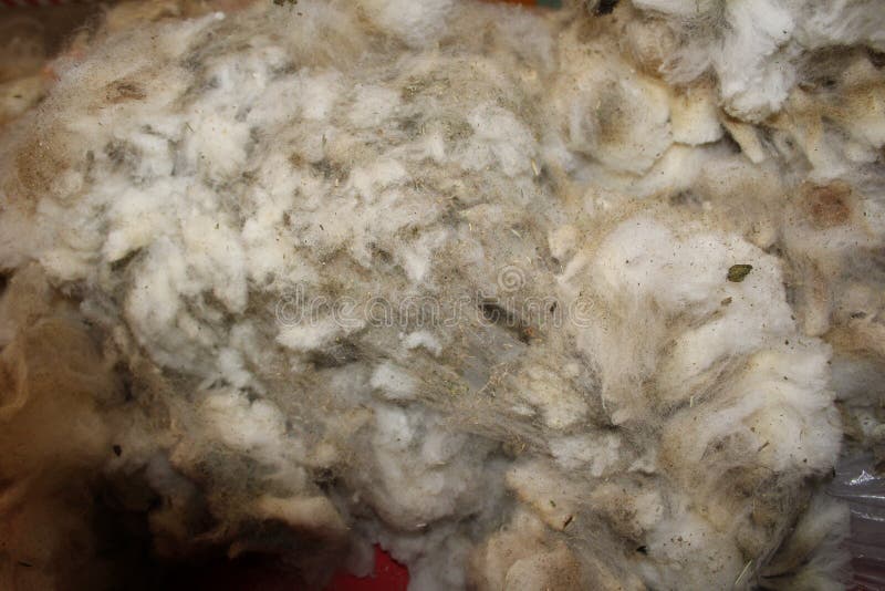 Dirty sheep wool stock photo. Image of dirty, dirt, craftsmanship ...