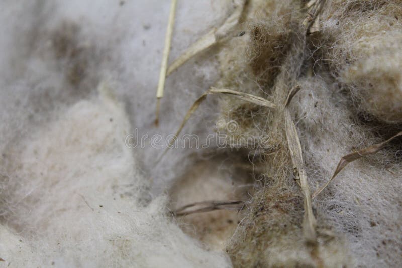 Dirty sheep wool stock photo. Image of ewes, murky, tunis - 84166924