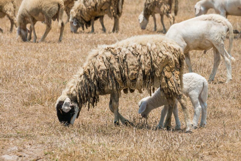 Dirty Sheeps in the Drought Meadow Stock Image - Image of dirty, farm ...