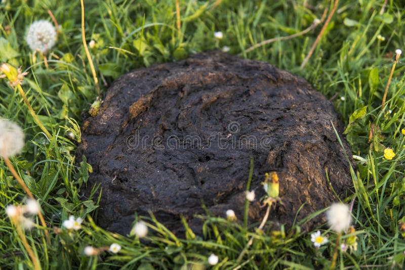 Asian Cow Poop Stock Photos - Free & Royalty-Free Stock Photos from ...