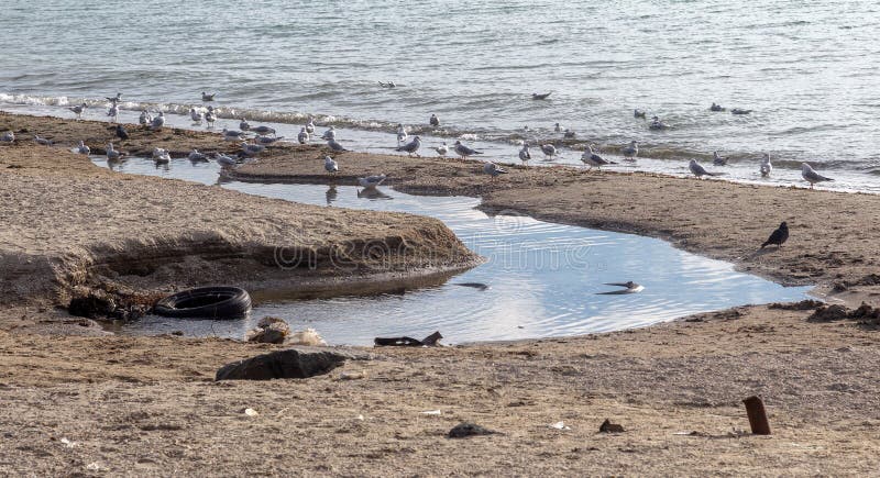 Dirty Smelly Sewage Flows into Sea on the Sand of an Open City Beach ...