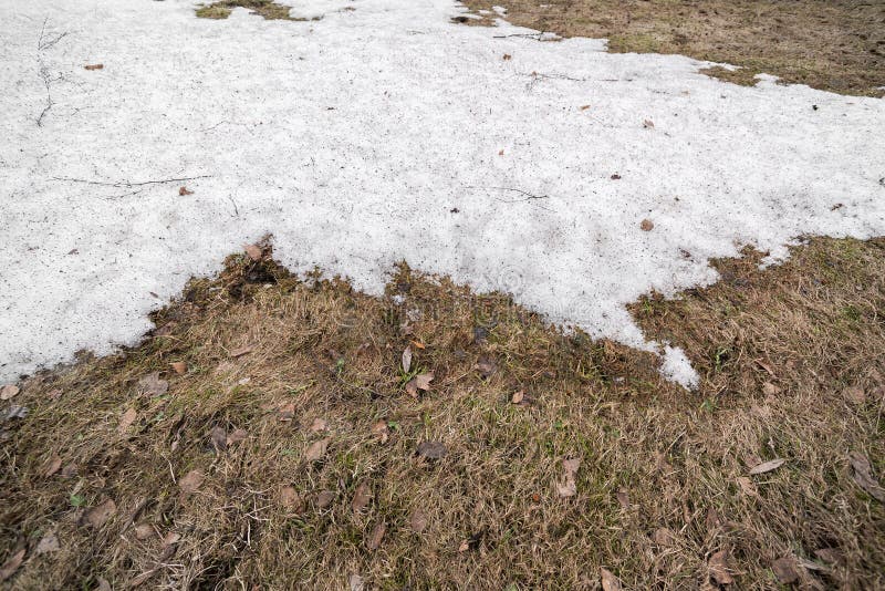 Dirty Snow Melts on the Grass Stock Photo - Image of early, abstract ...