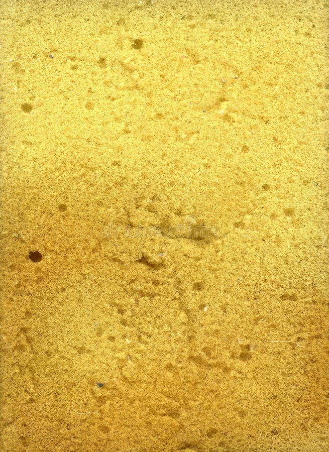 Sponge texture stock photo. Image of natural, color, isolated - 22097588