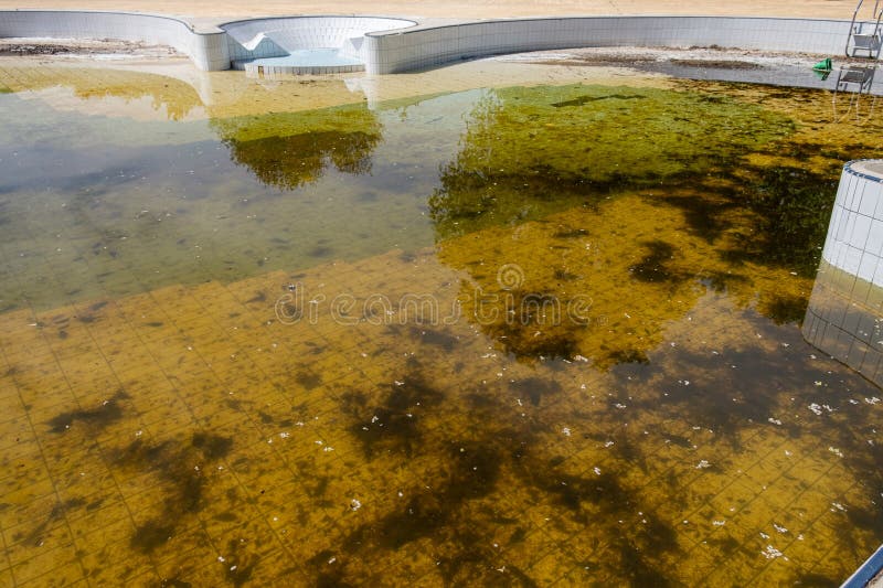Dirty Stagnant Water in an Abandoned Swimming Pool Stock Image - Image ...