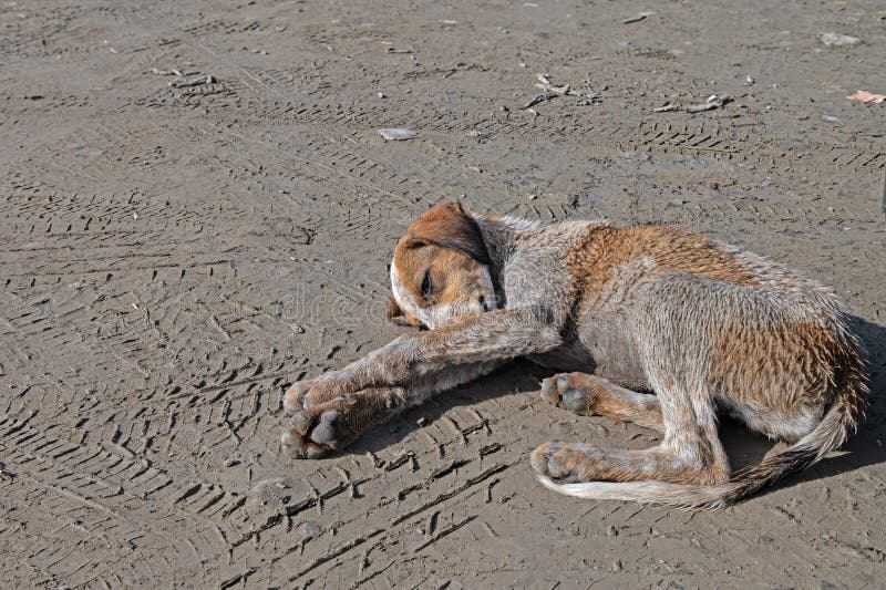 Dirty Stray Dog Lying in the Street Stock Image - Image of friend, cute ...