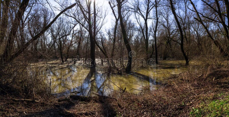 Dirty Swamp Water Texture Background, Green Waste Water Stock Photo ...