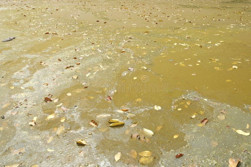 Dirty Swamp Water Texture Background, Green Waste Water Stock Photo ...