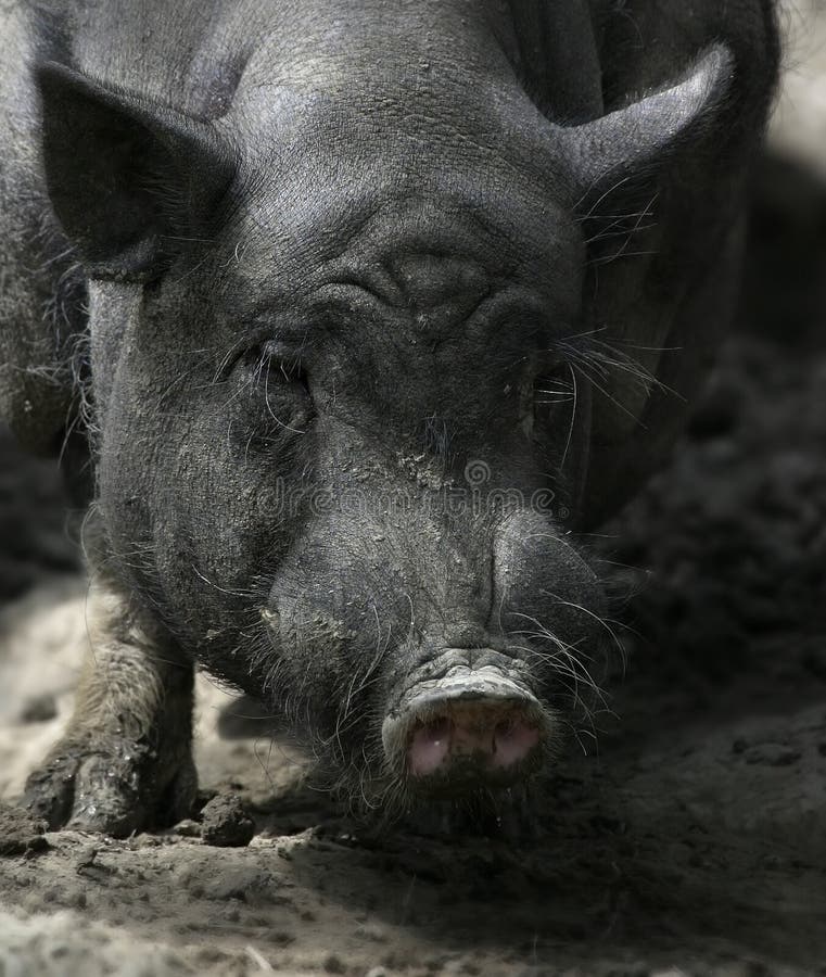 Pig stock photo. Image of pignose, lovely, standing, nice - 66716