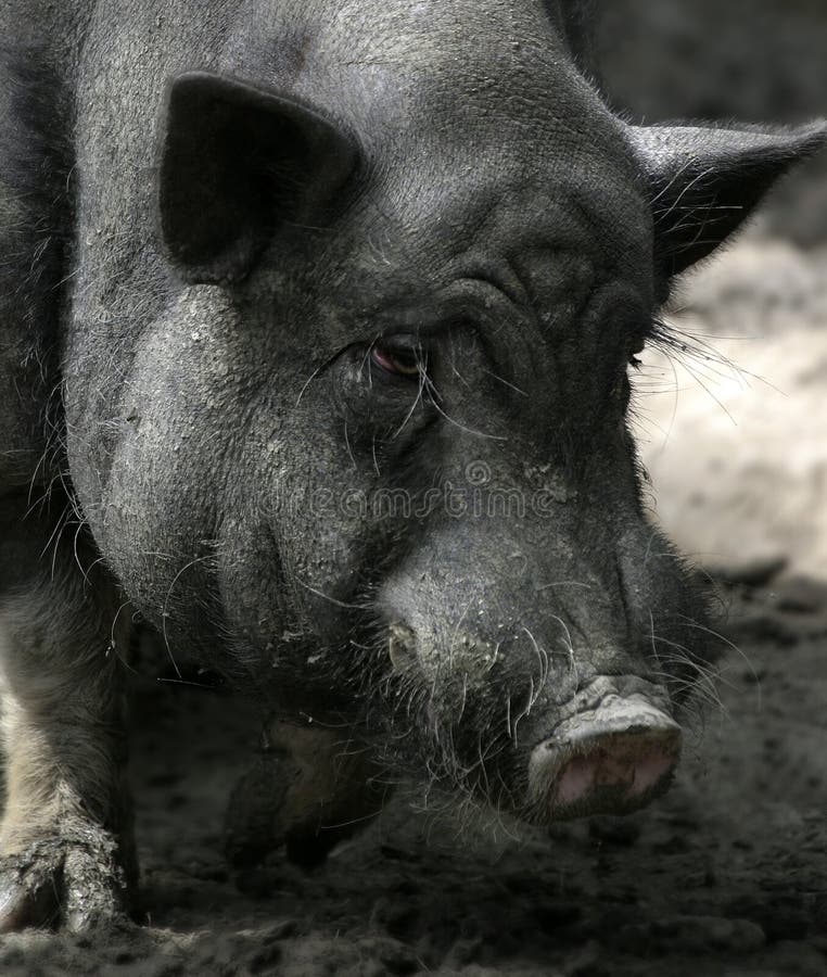 Disgusting Muddy Fuck Pig Stock Photos - Free & Royalty-Free Stock ...