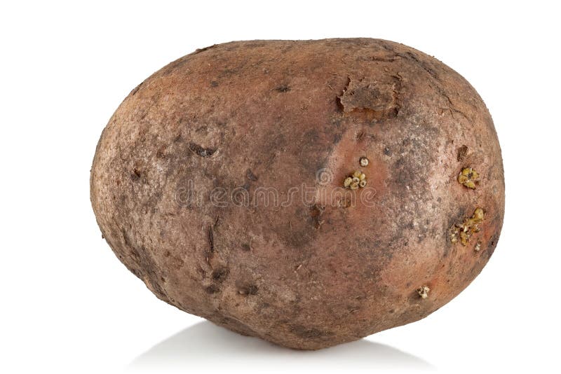 Dirty, unwashed potato stock image. Image of ingredient - 85285617