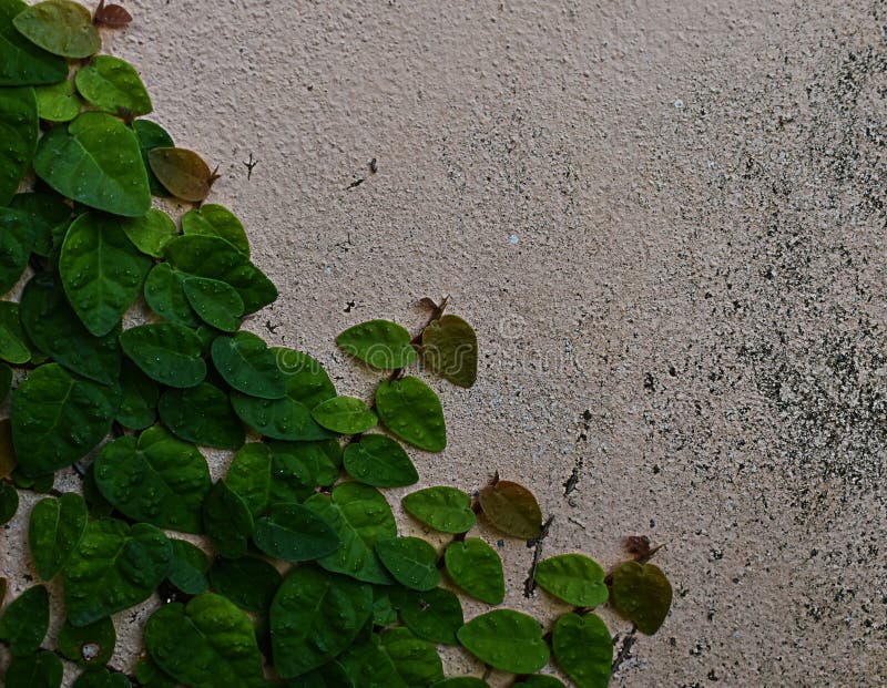 The Dirty Wall Covered with Green Velcro. Stock Image - Image of house ...