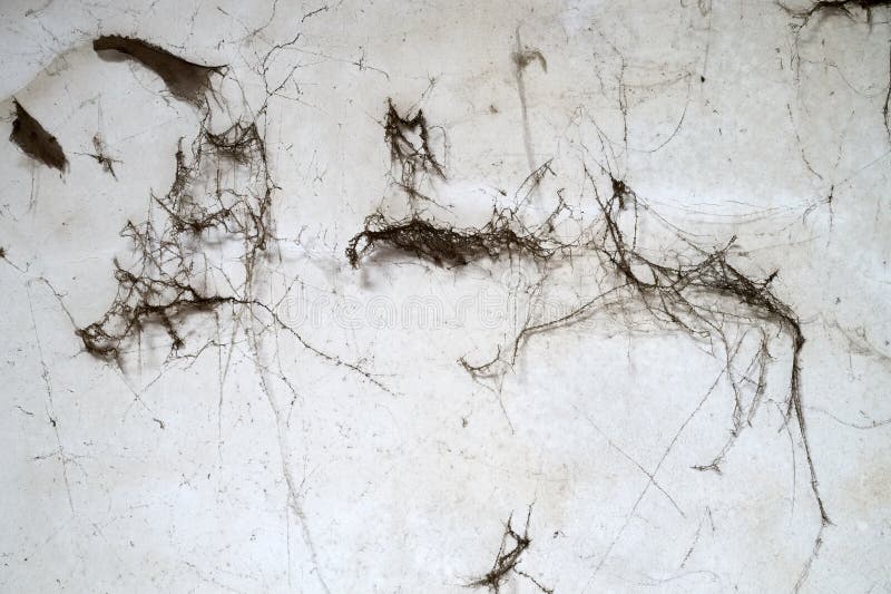 Dirty Wall in Grungy Loft with Moisture and Spider Web Stock Photo ...