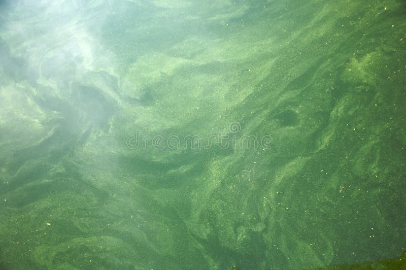 Dirty water stock photo. Image of river, water, nature - 12321662