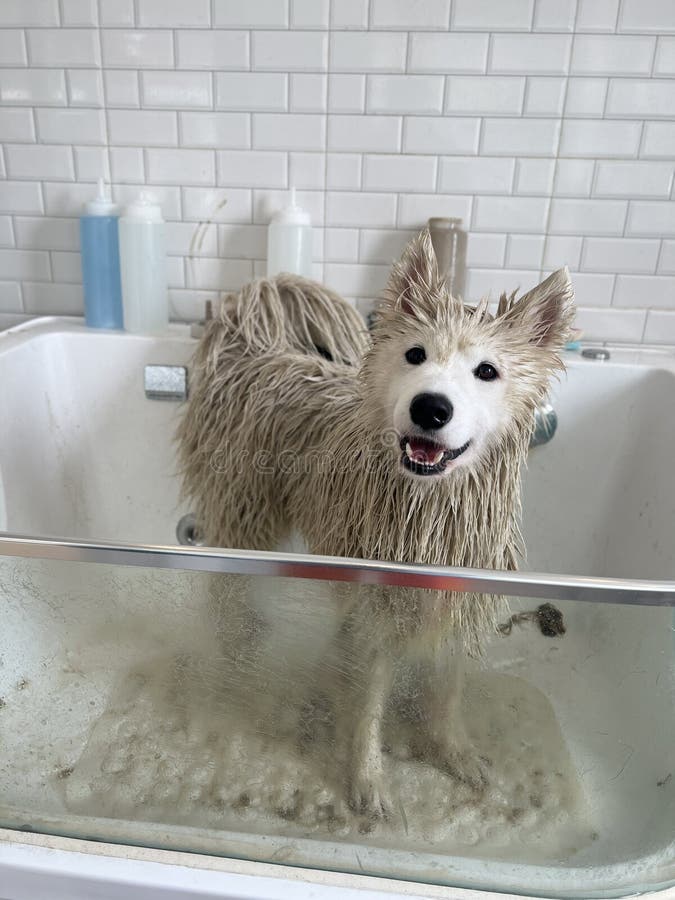 A Dirty White Dog Takes a Bath in the Tub Stock Photo - Image of bathing, bubble: 313609140